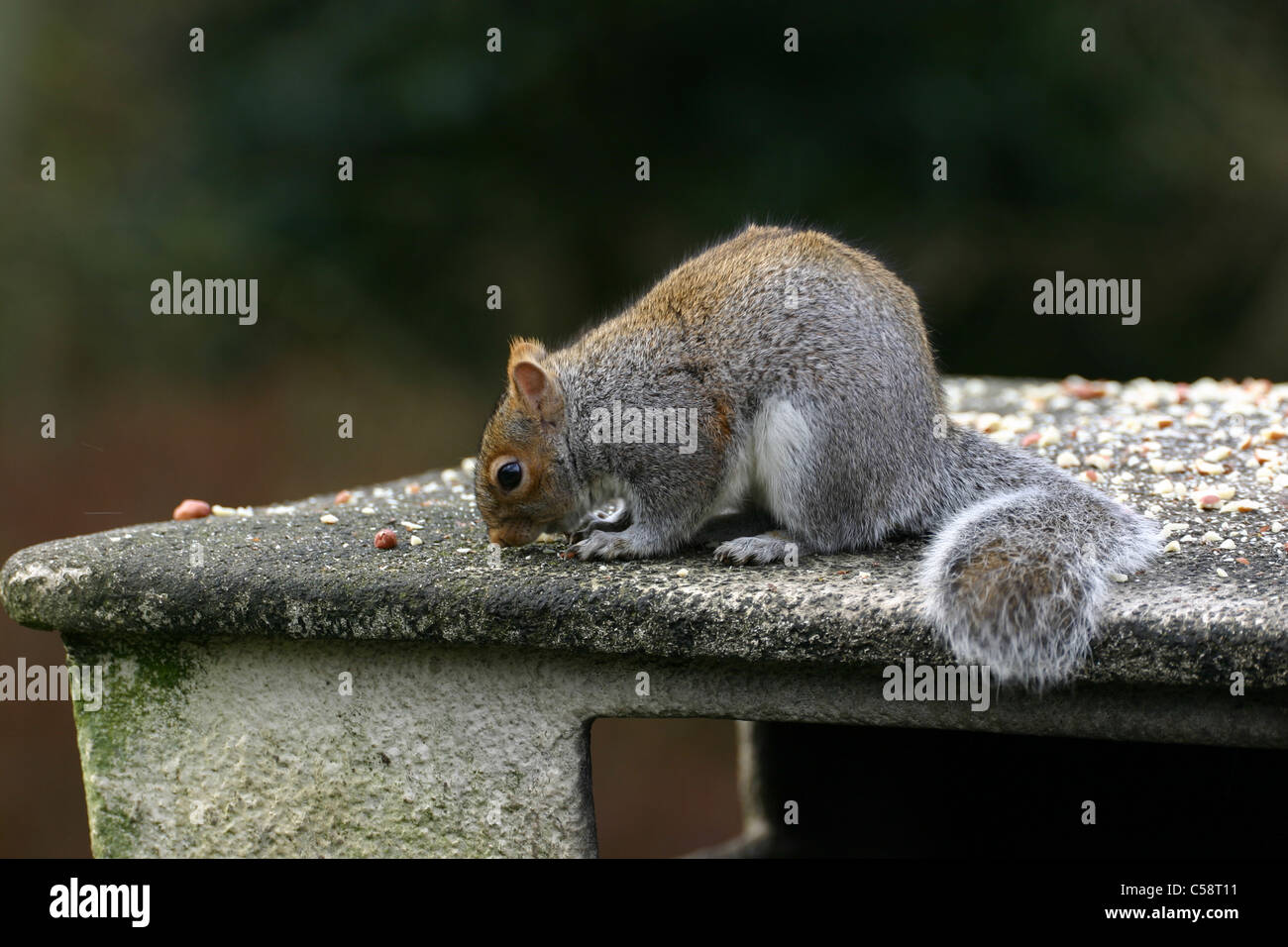 Rusty squirrel hi-res stock photography and images - Alamy