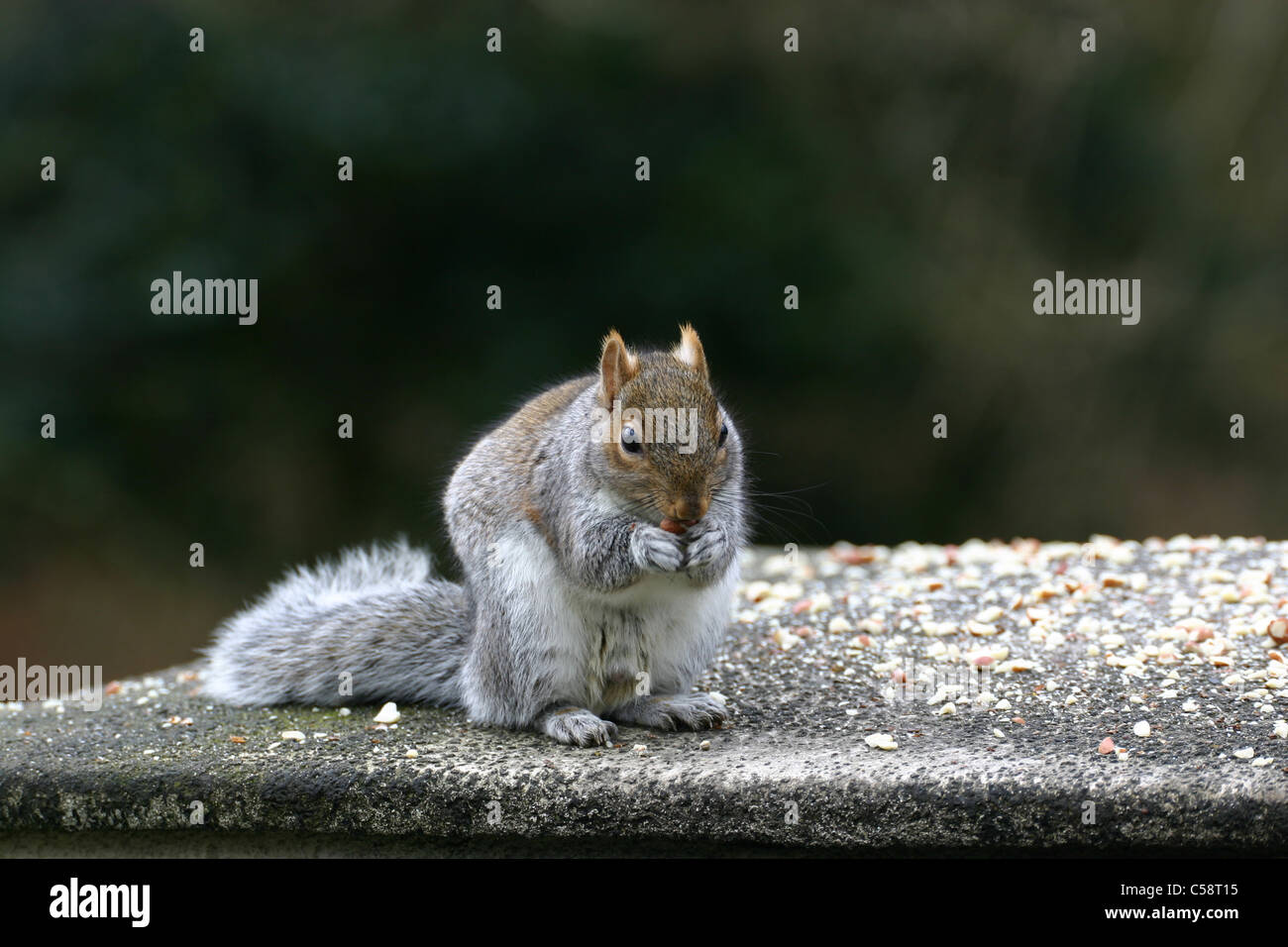 Rusty squirrel hi-res stock photography and images - Alamy