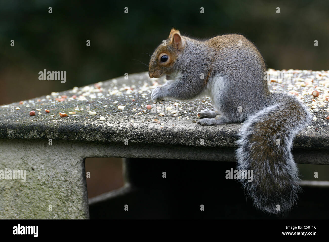 Grey squirrel pest seeds hi-res stock photography and images - Alamy