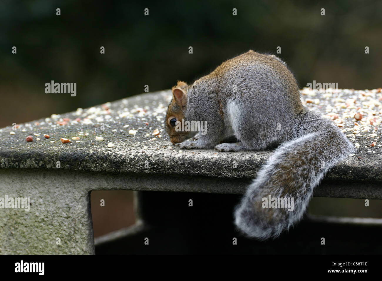 Grey squirrel pest seeds hi-res stock photography and images - Alamy