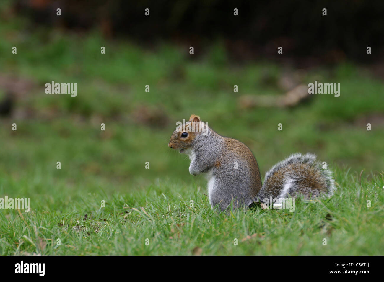 Grey squirrel pest seeds hi-res stock photography and images - Alamy