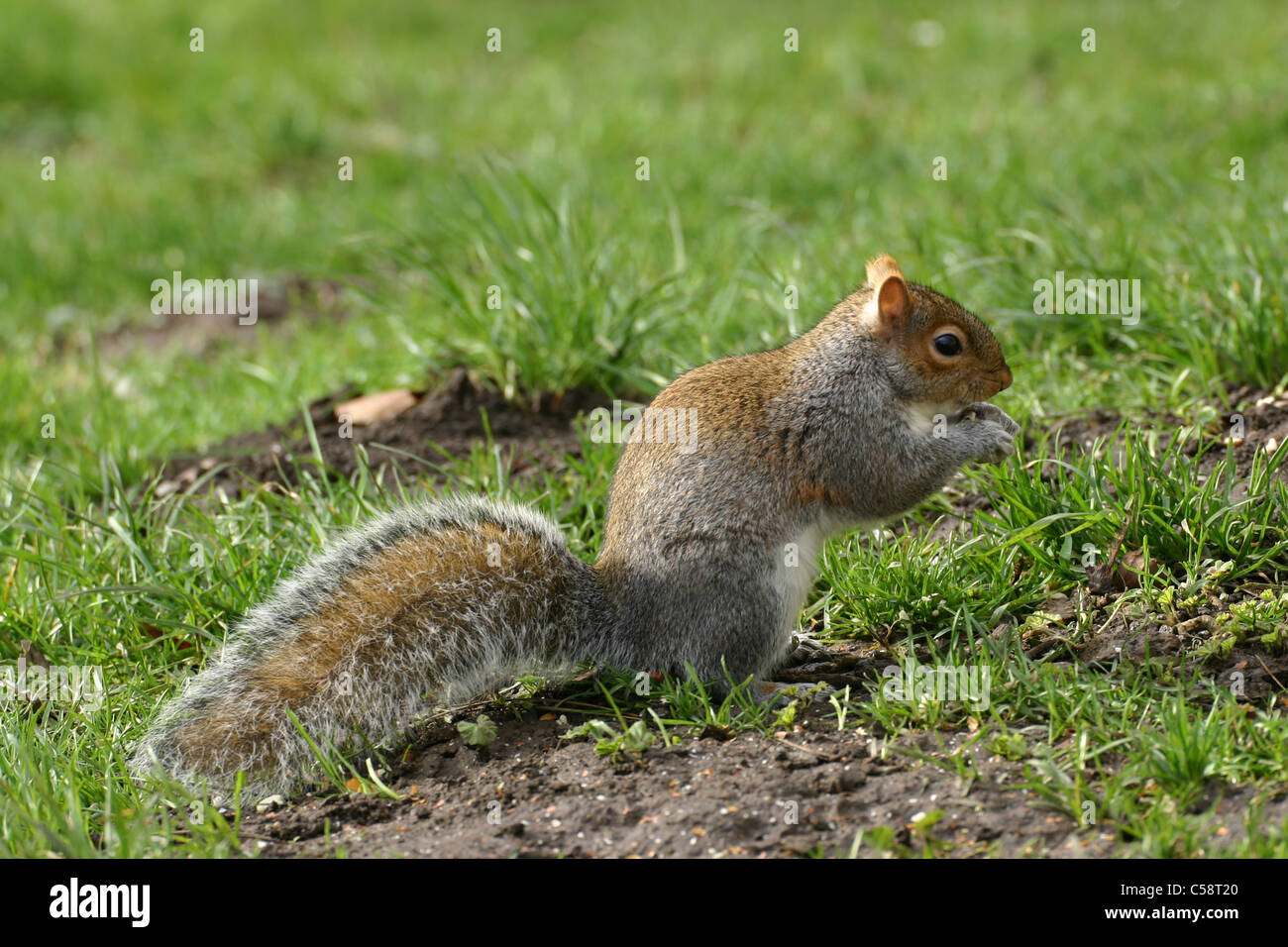 Grey squirrel pest seeds hi-res stock photography and images - Alamy