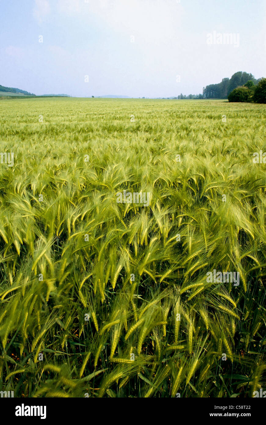Farm fields, Burgandy Region, France Stock Photo - Alamy