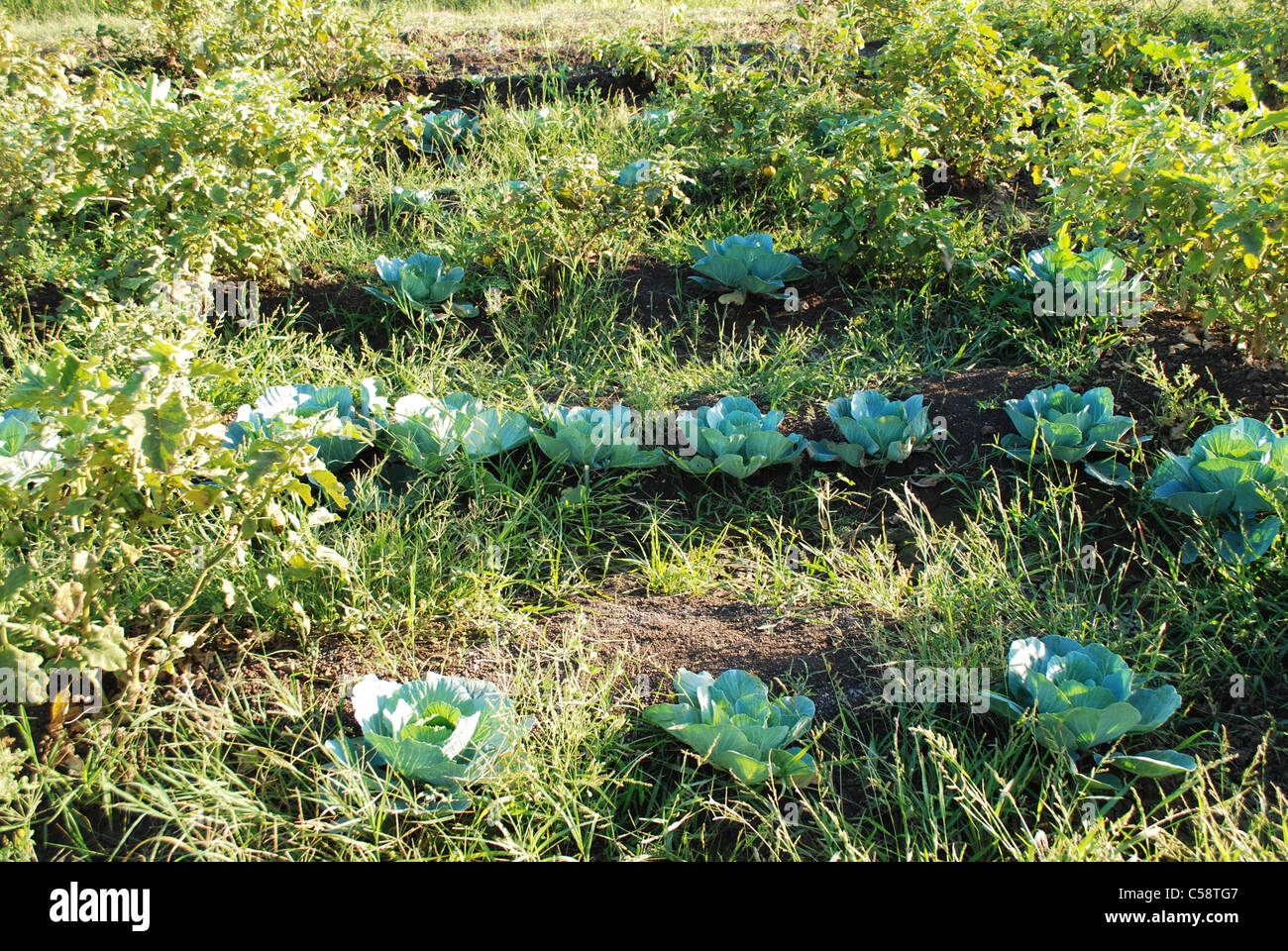 cabbage on the field Stock Photo - Alamy