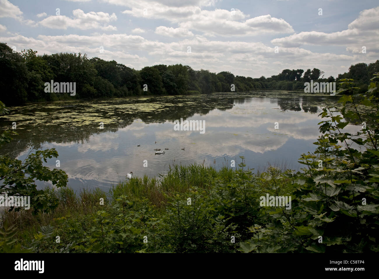 leg o mutton lake & nature trail richmond london england Stock Photo ...
