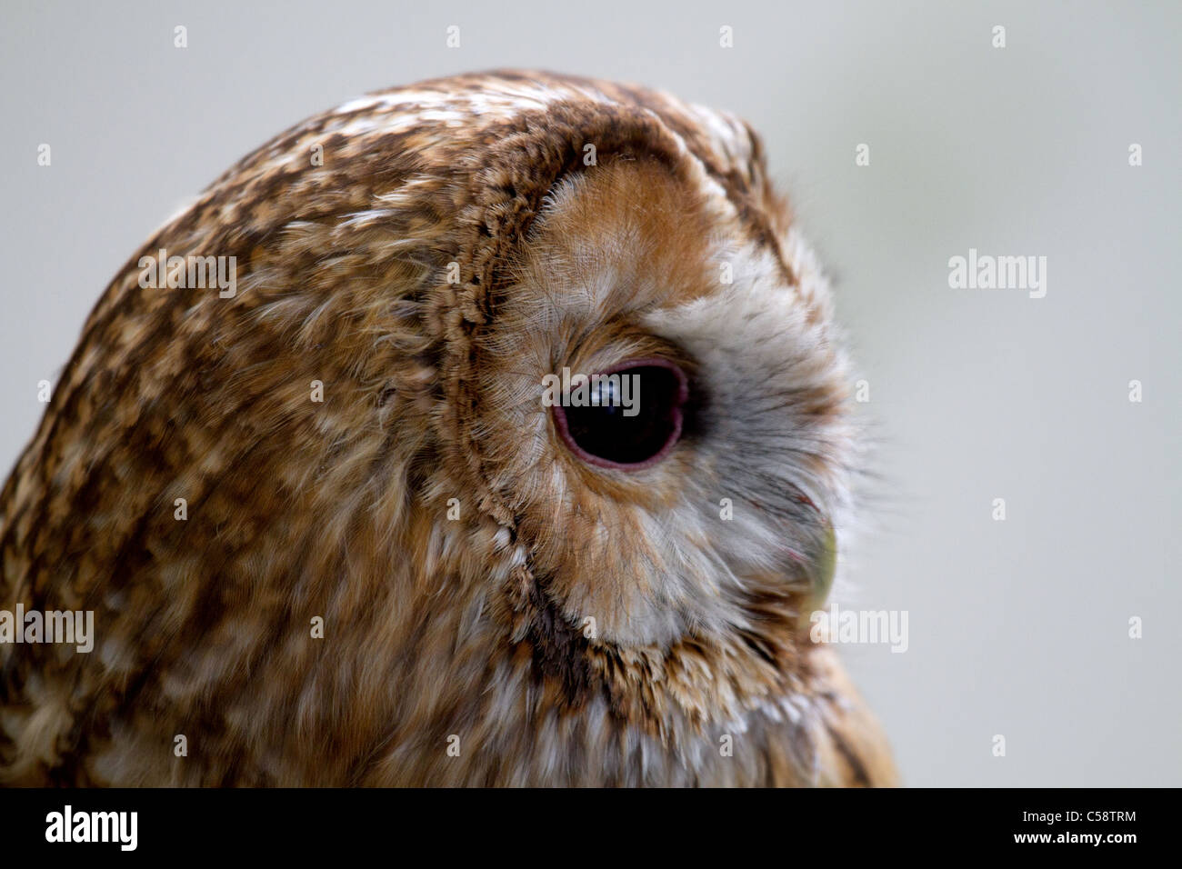Flight profile hi-res stock photography and images - Alamy