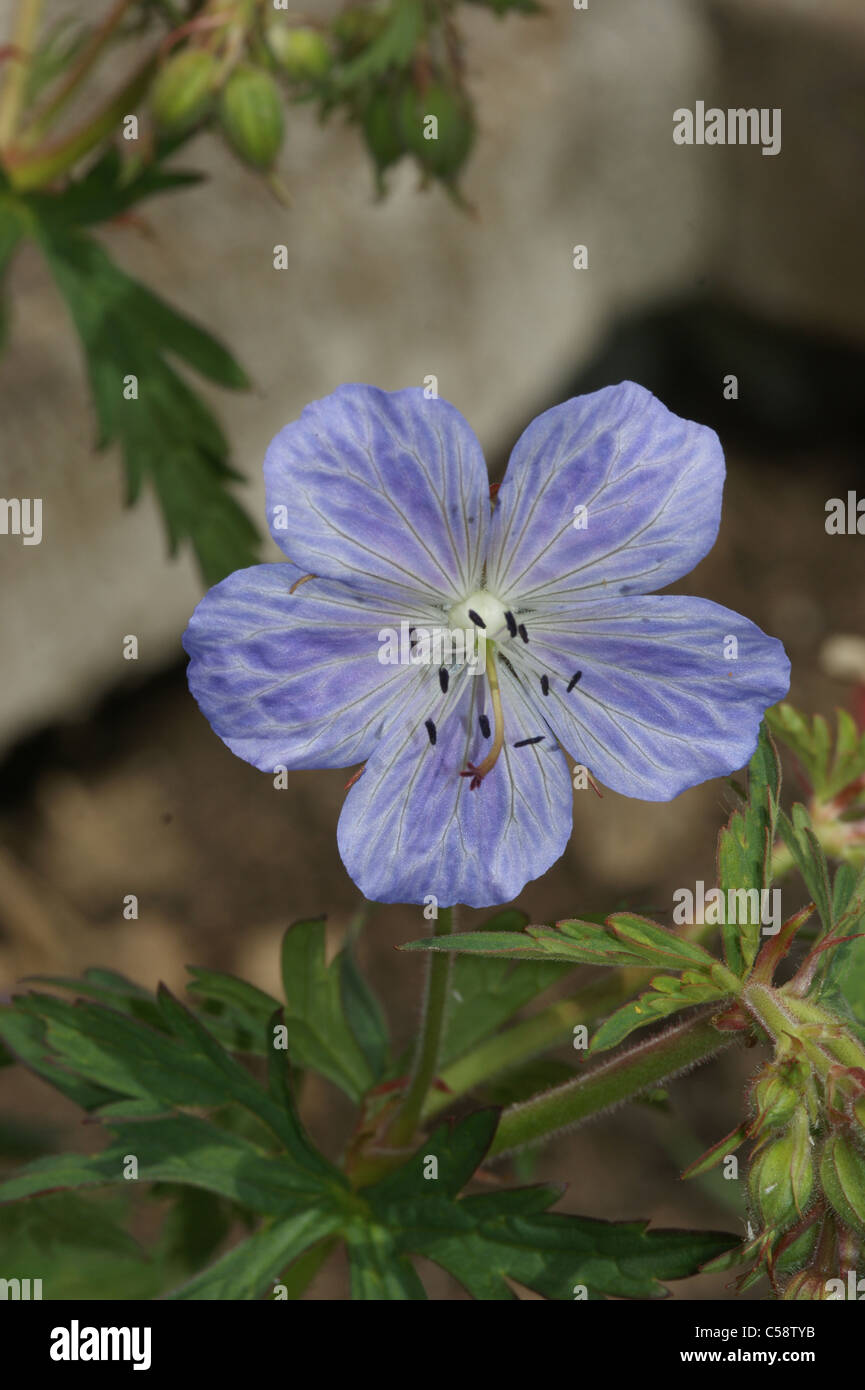 Geranium 'Mrs Kendall Clark' Stock Photo - Alamy