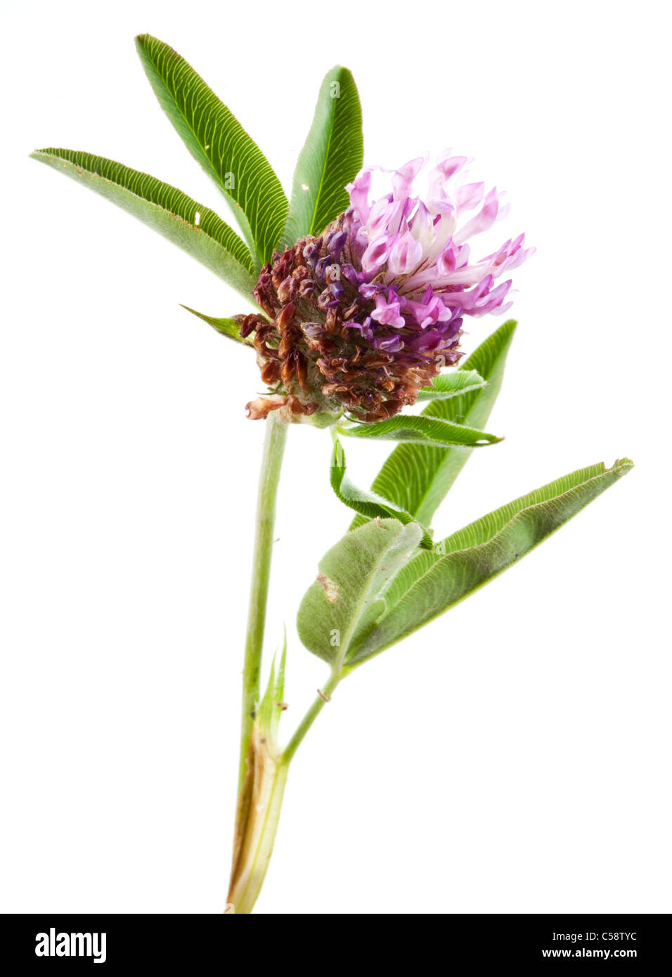 Clover flower isolated on a white background Stock Photo - Alamy