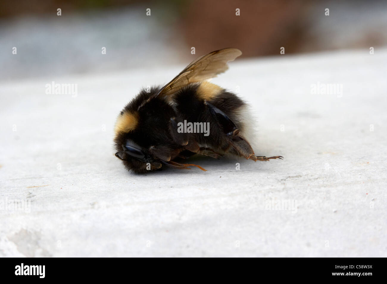 Dead dead bees hi-res stock photography and images - Alamy