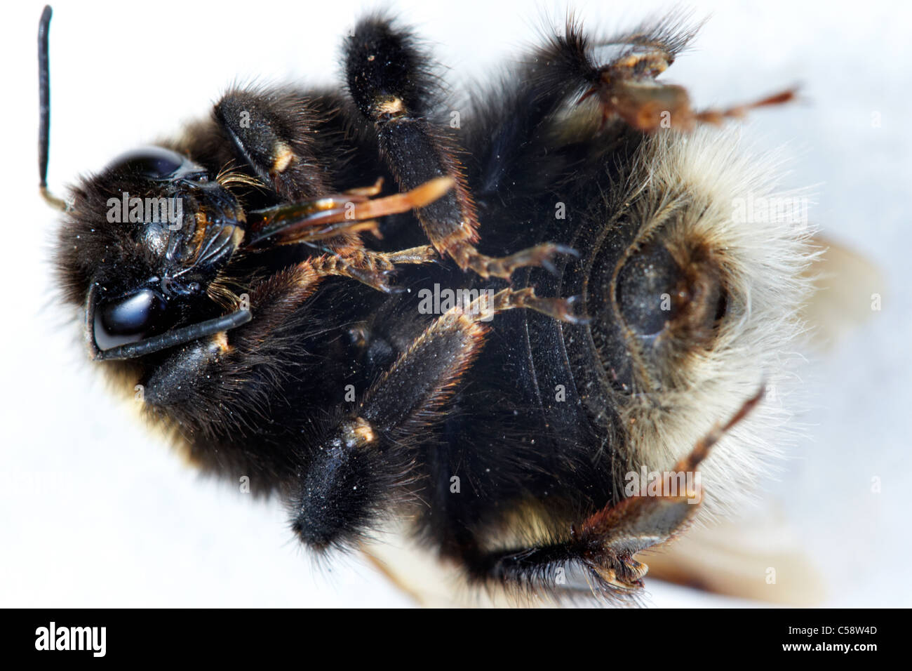 Dead Bees High Resolution Stock Photography and Images - Alamy