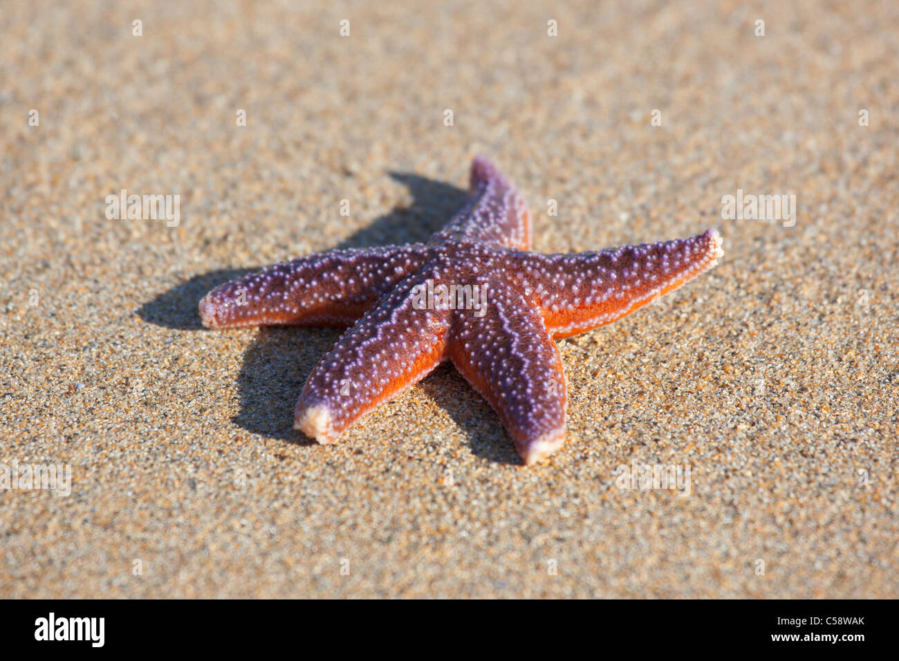 Starfish on a sandy beach Stock Photo - Alamy