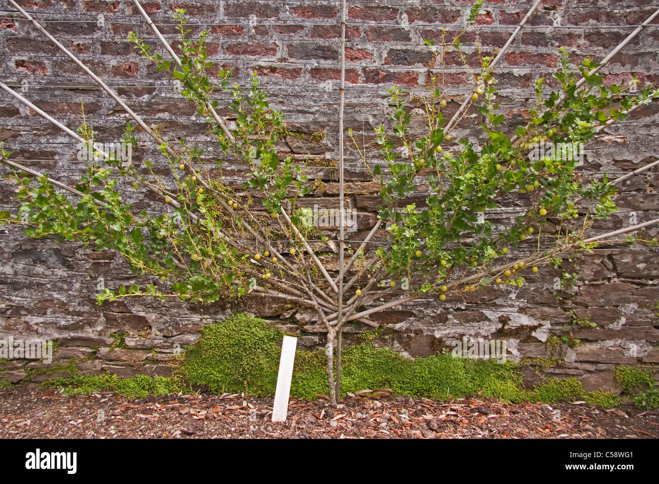 Gooseberry bush (Leveller) fan trained against old brick wall Stock ...