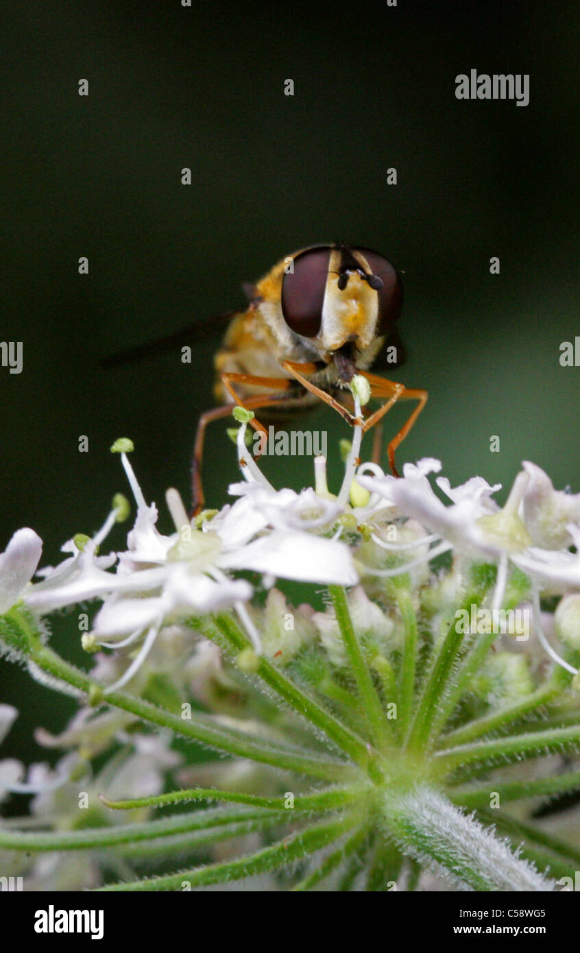 Current Hoverfly, Syrphus ribesii, Syrphidae, Diptera. Syn. Musca ...