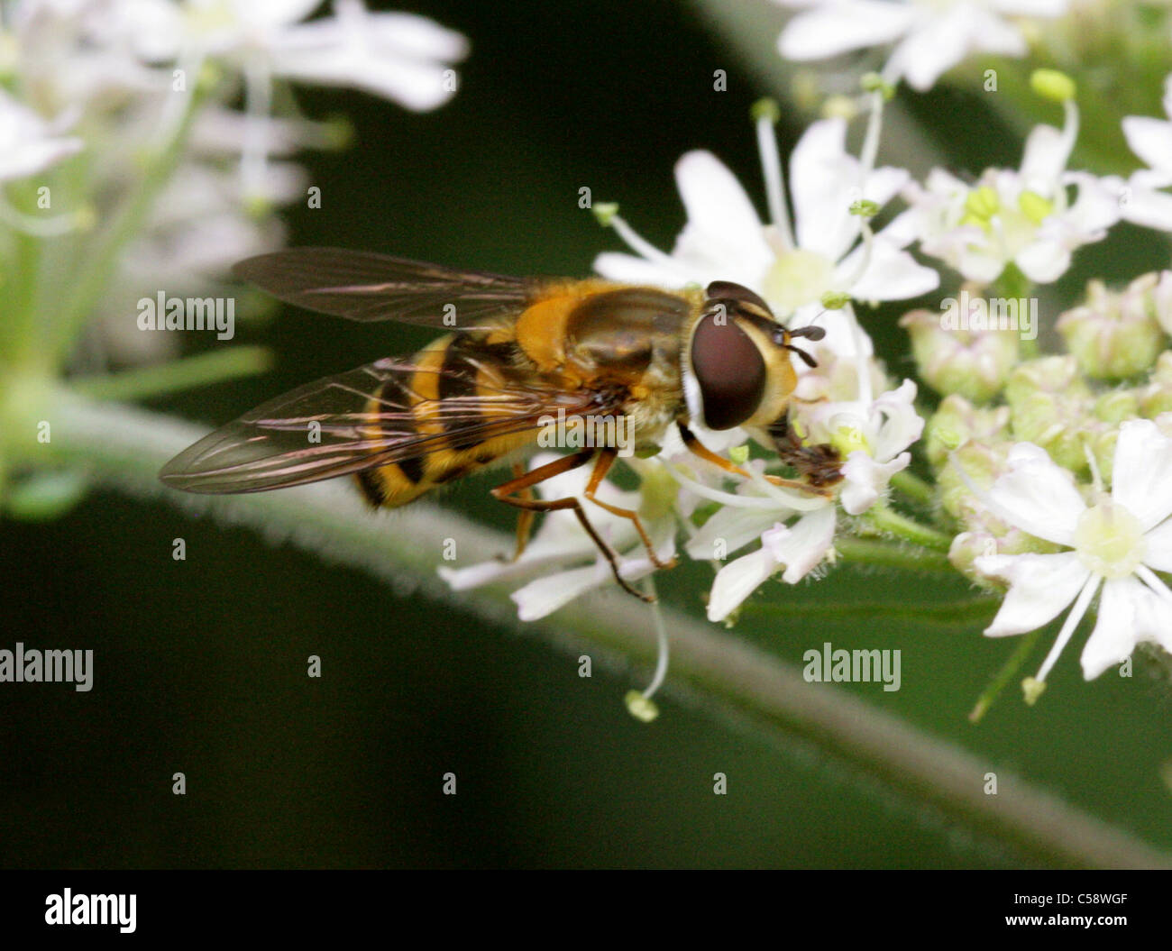 Current Hoverfly, Syrphus ribesii, Syrphidae, Diptera. Syn. Musca ...