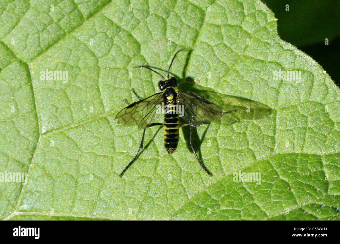 Lime Green Sawfly, Tenthredo mesomela, Tenthredinidae, Symphyta ...