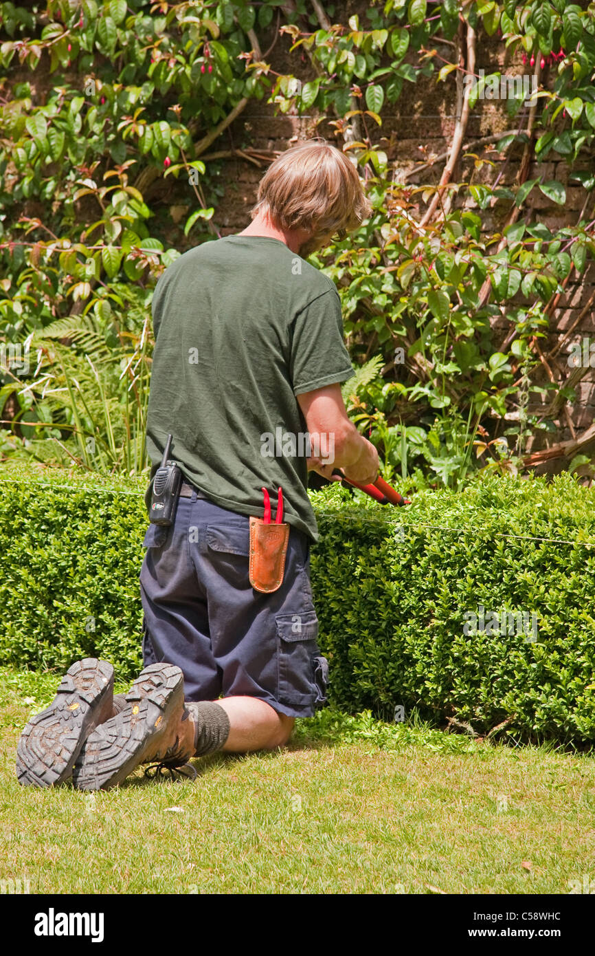 Gardener trimming box hedge in summer Stock Photo - Alamy
