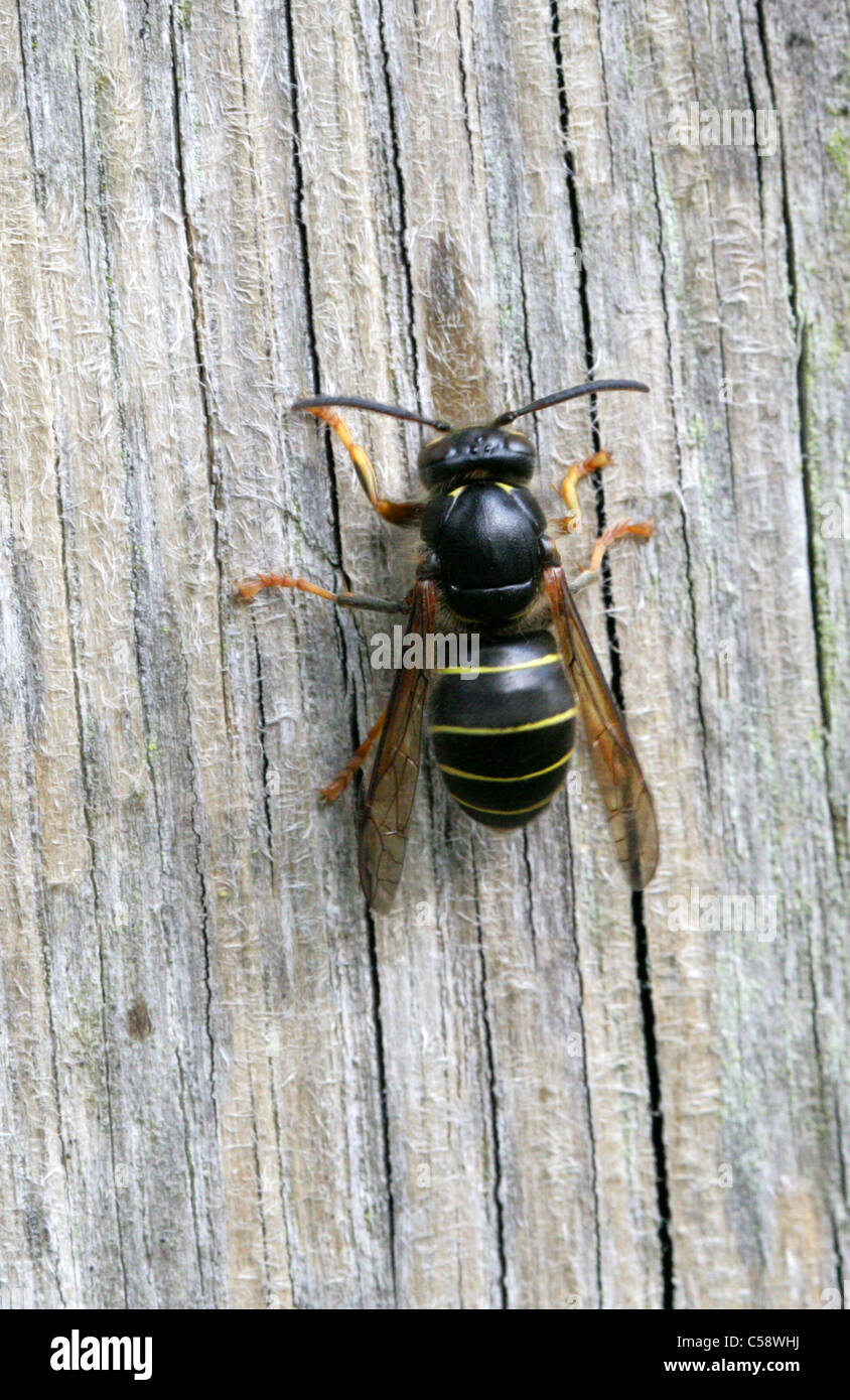 Median Wasp, Dolichovespula media, Vespinae, Vespidae, Apocrita ...