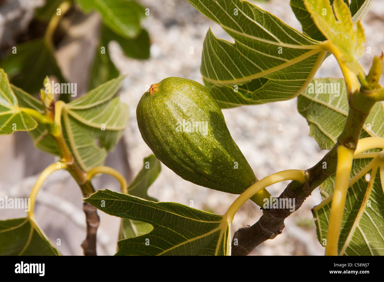Brunswick fig tree hi-res stock photography and images - Alamy