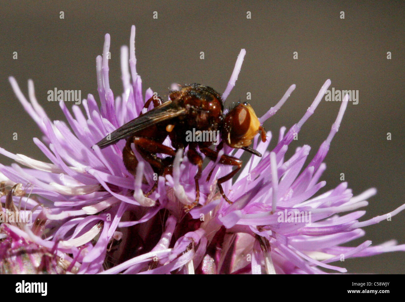 Thick-headed Fly, Sicus ferrugineus, Conopidae, Diptera. Syn. Conops ...