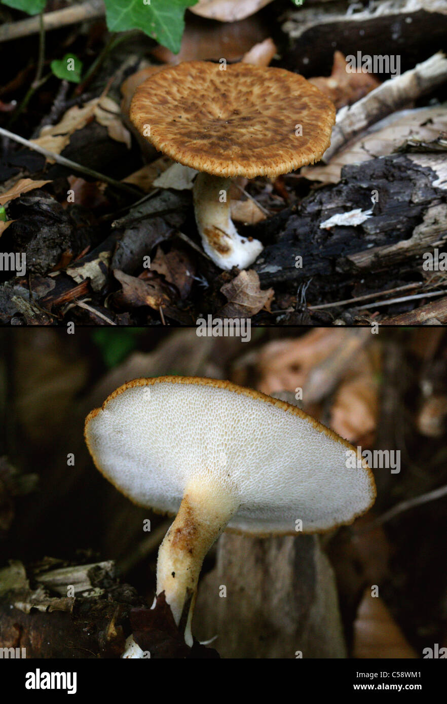 Polyporus tuberaster hi-res stock photography and images - Alamy