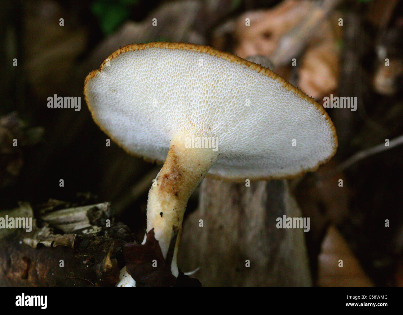 Polyporus tuberaster hi-res stock photography and images - Alamy
