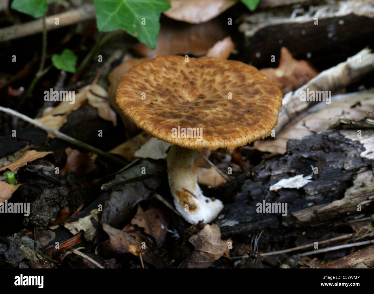 Tuberous Polypore, Polyporus tuberaster, Polyporaceae. Whippendell ...