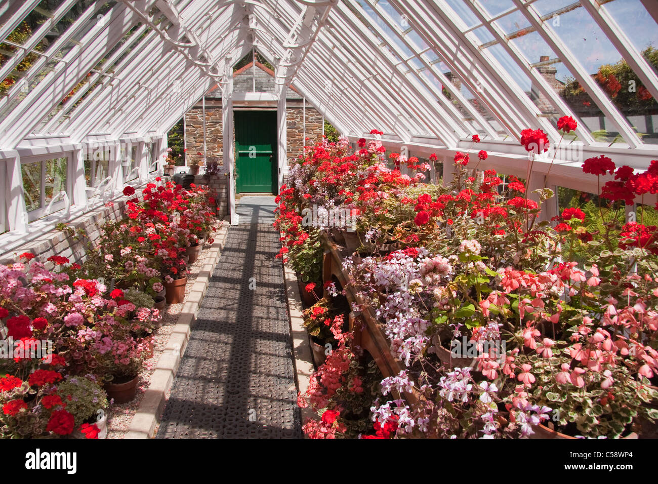 Greenhouse full of geraniums Stock Photo - Alamy
