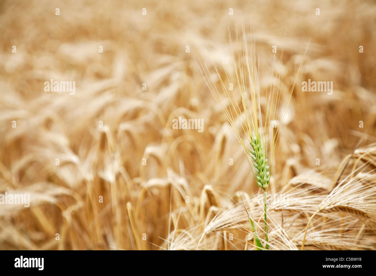 Wheat stalk hi-res stock photography and images - Alamy