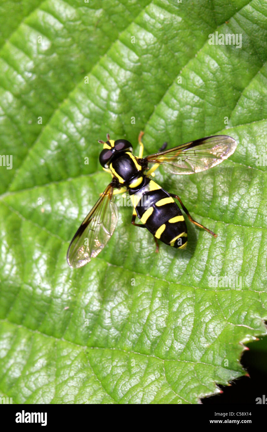 Hoverfly, Eupeodes nitens, Syrphidae, Diptera Stock Photo - Alamy