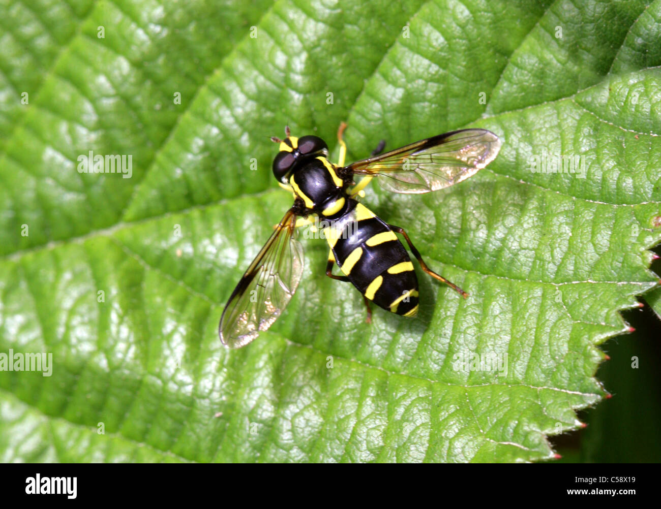 Hoverfly, Eupeodes nitens, Syrphidae, Diptera Stock Photo - Alamy