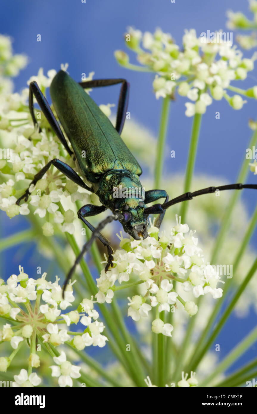 Beetle eye hi-res stock photography and images - Alamy