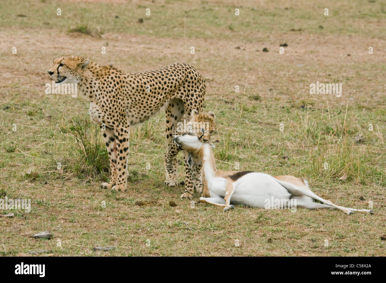 Cheetah watching impala hi-res stock photography and images - Alamy