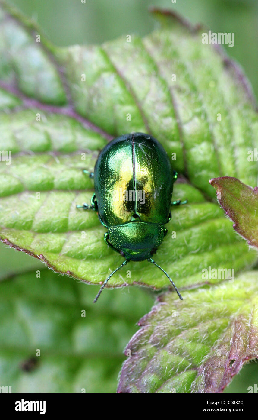 Mint Leaf Beetle, Chrysolina menthastri, Chrysomelidae, Coleoptera. UK ...