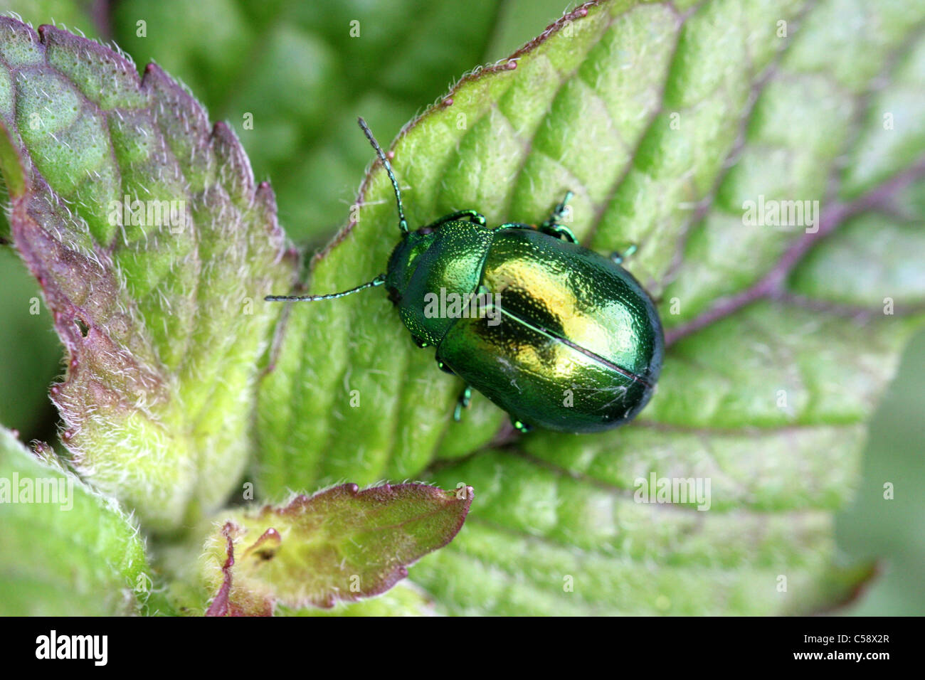 Mint Leaf Beetle, Chrysolina menthastri, Chrysomelidae, Coleoptera. UK ...