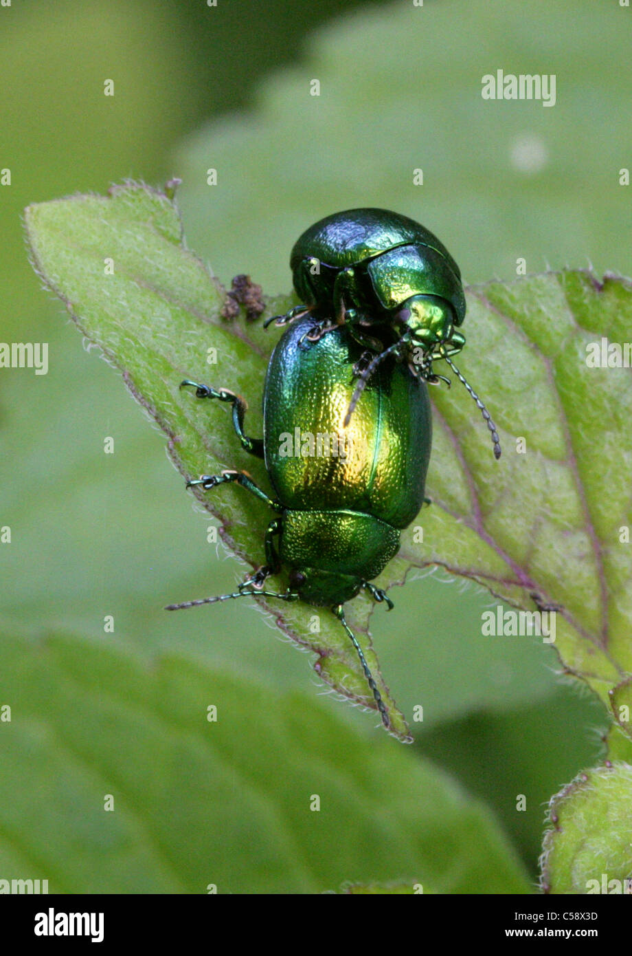 Mint Leaf Beetles Mating, Chrysolina menthastri, Chrysomelidae ...