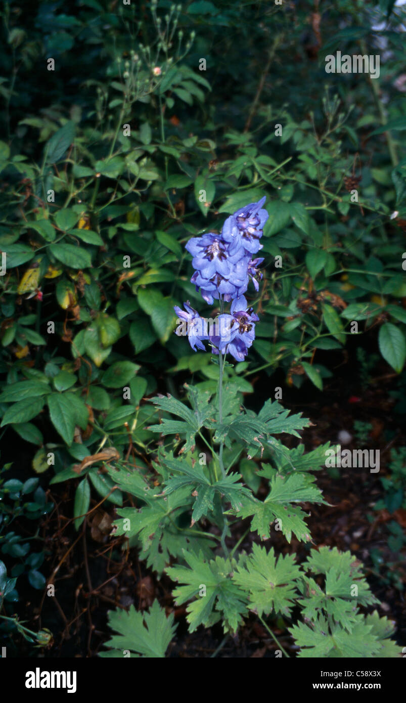 Mauve delphinium hi-res stock photography and images - Alamy