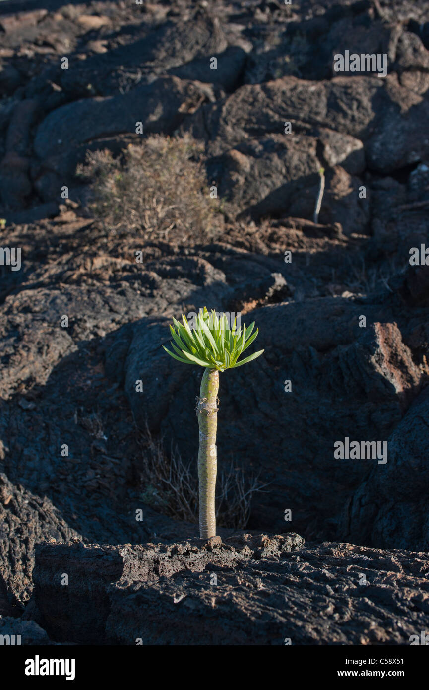 Tabaiba (Euphorbia balsaminifera) growing into the chordated lava ...
