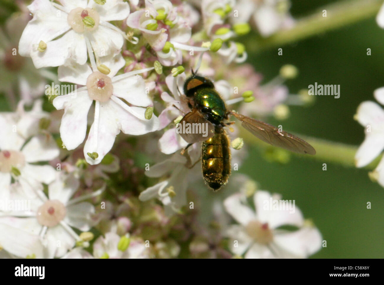 Stratiomyidae hi-res stock photography and images - Alamy