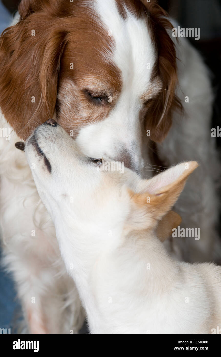 What Do Irish Red And White Setter Eat