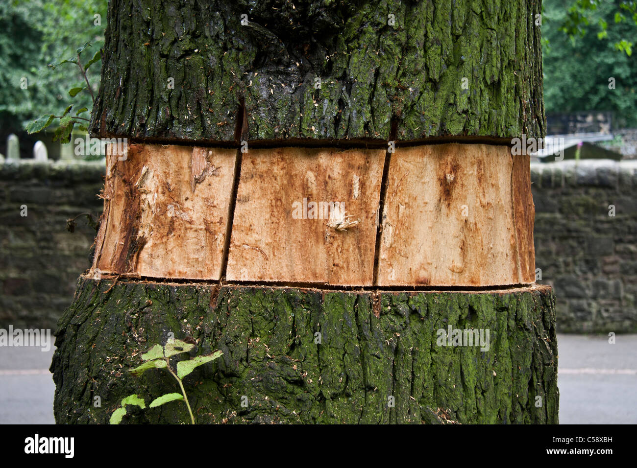 Tree Trunk Cut Out Stock Photos & Tree Trunk Cut Out Stock Images - Alamy