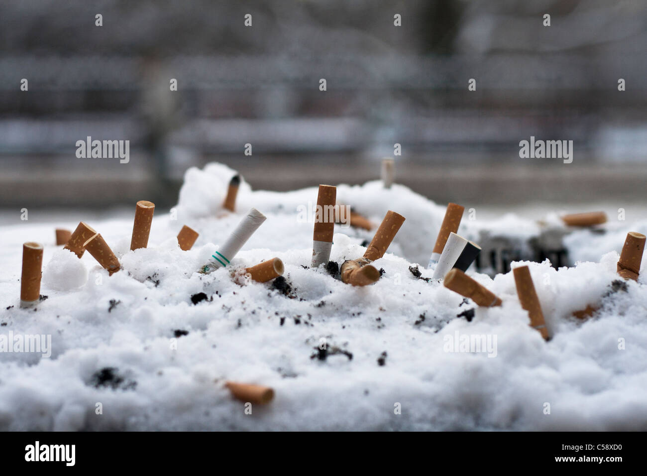 A number of cigarette ends stubbed out in the snow on top of a rubbish ...