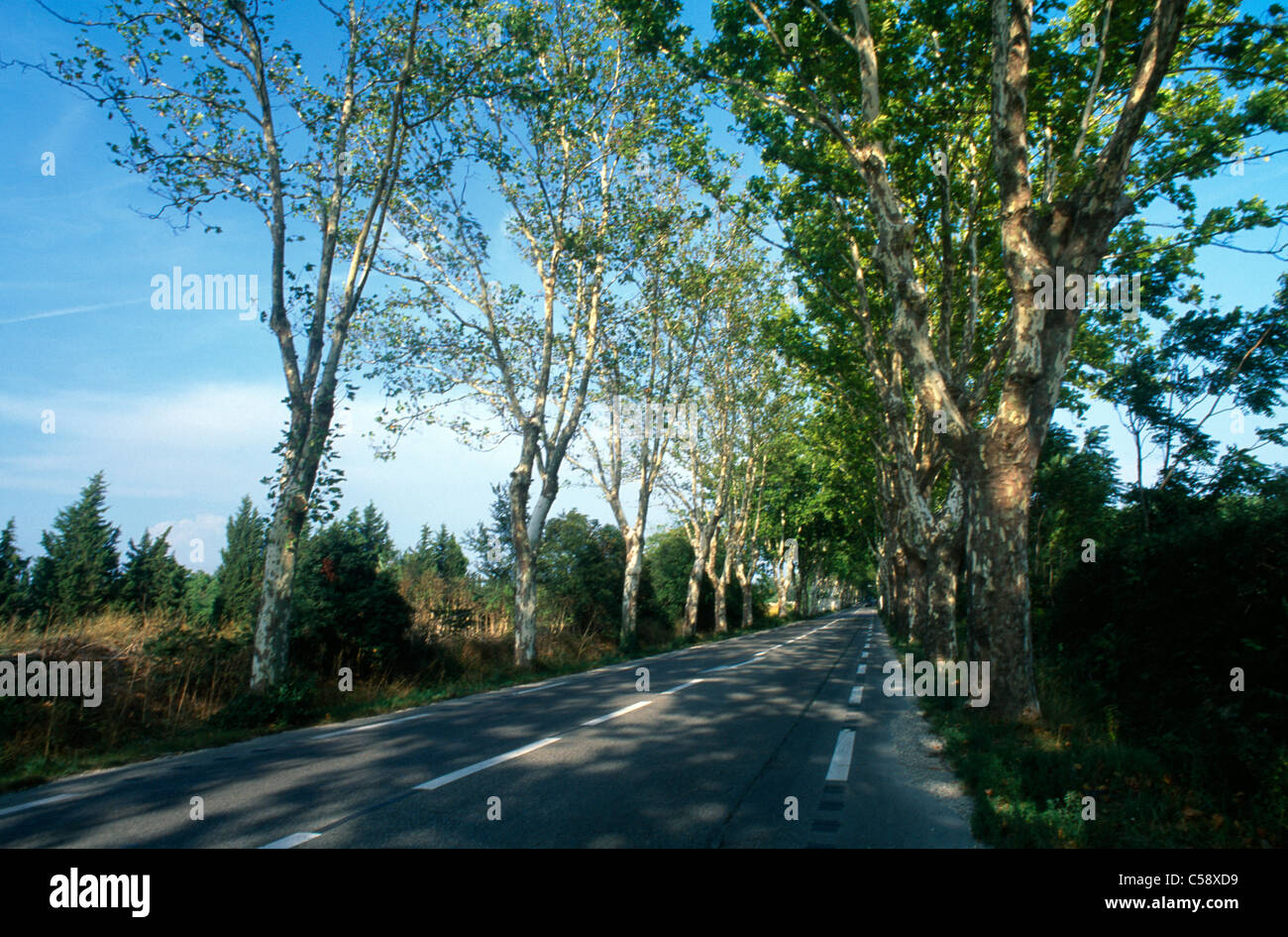 Provence France St Remy Plane Trees & Road Stock Photo - Alamy