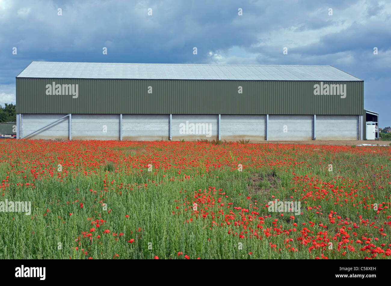Newly built (2011) agricultural building, Alderton, Suffolk, UK Stock ...
