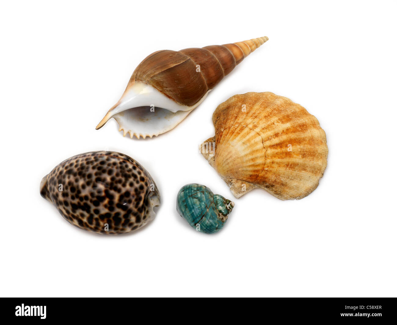 Collection of Seashells Stock Photo - Alamy