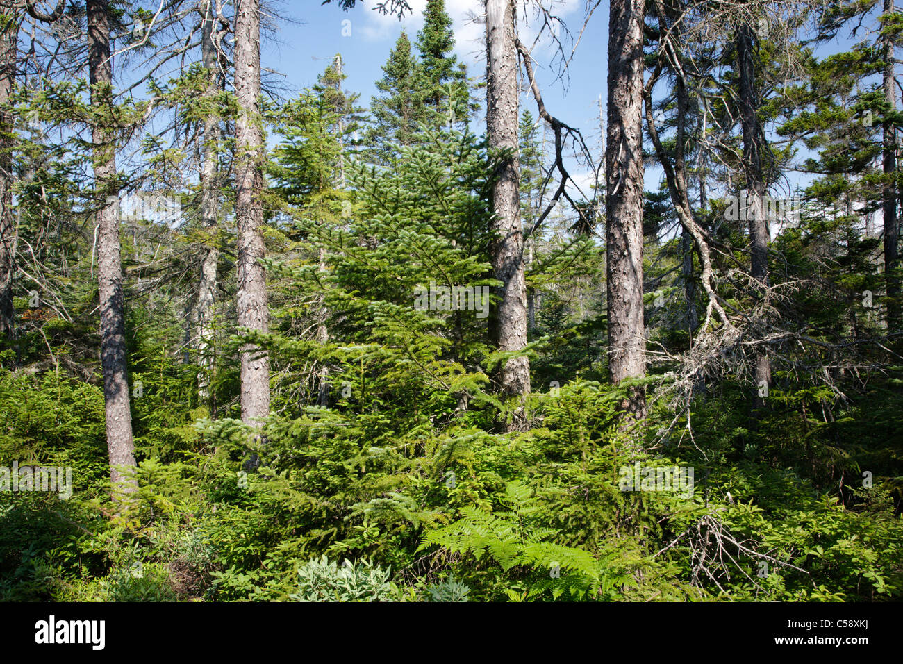 Nancy Brook Scenic Area - Old-Growth Forest in the White Mountain ...
