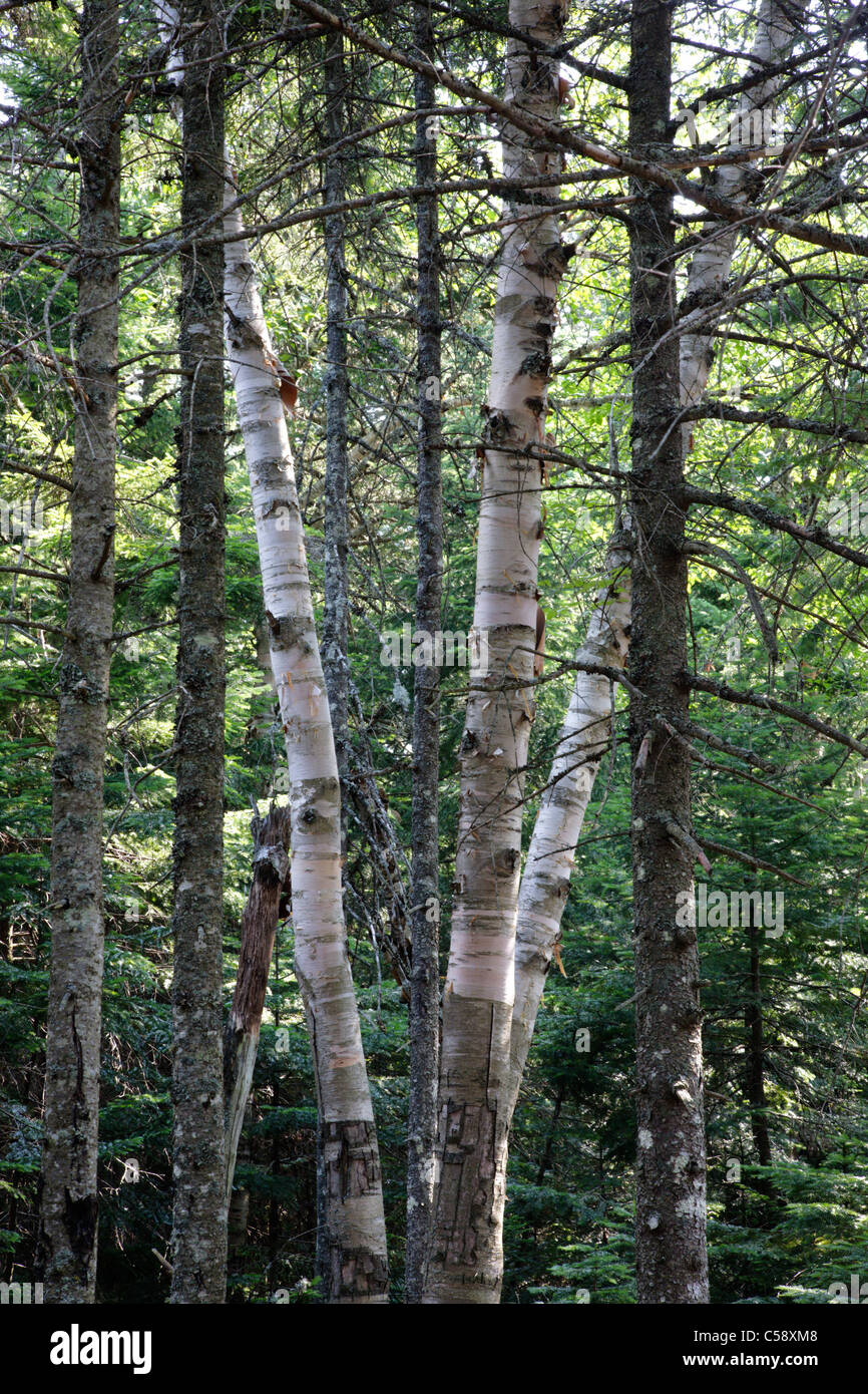 Nancy Brook Scenic Area - Old-Growth Forest in the White Mountain ...