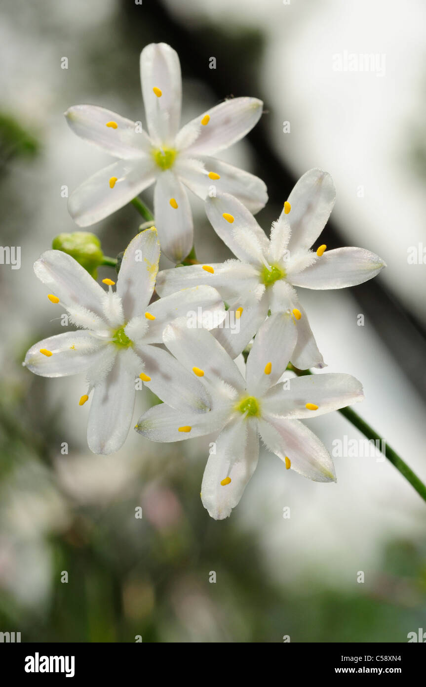 Kerry lily (Simethis planifolia Stock Photo - Alamy
