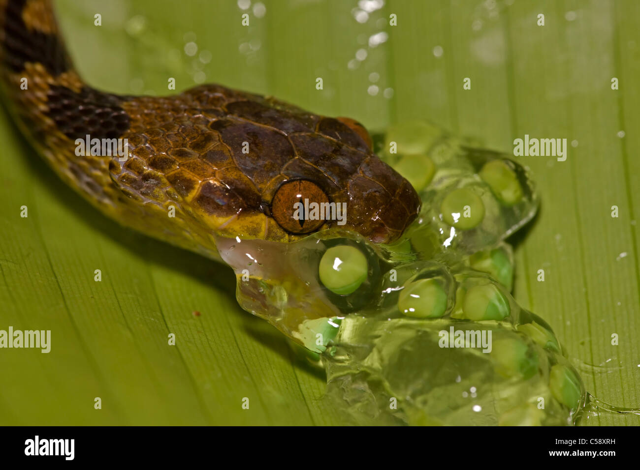 Snake eating frog eggs hi-res stock photography and images - Alamy