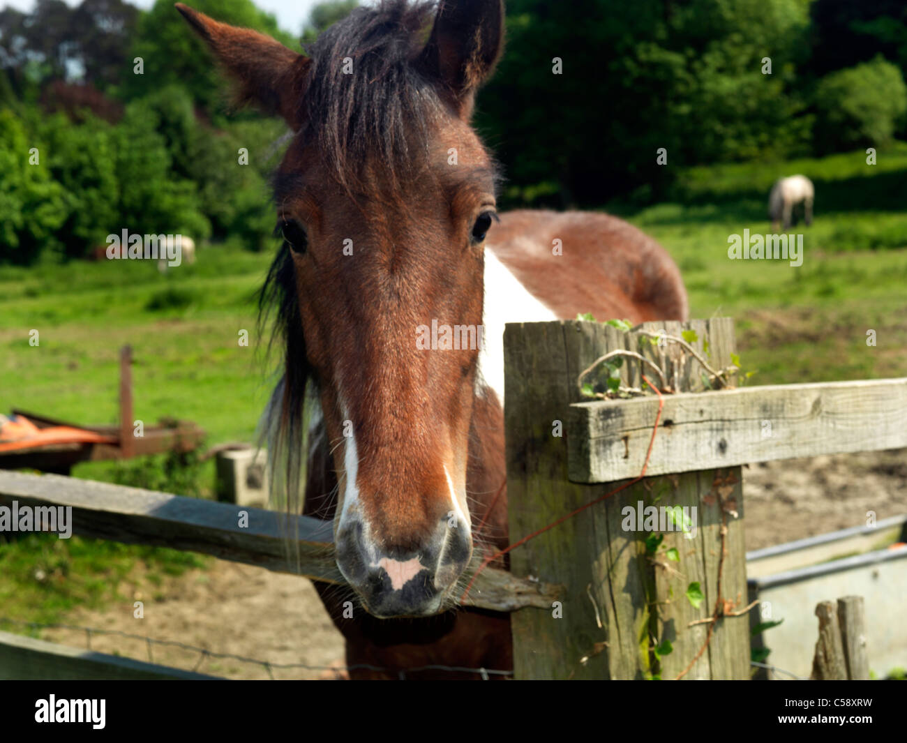 Horse paddock area hi-res stock photography and images - Alamy