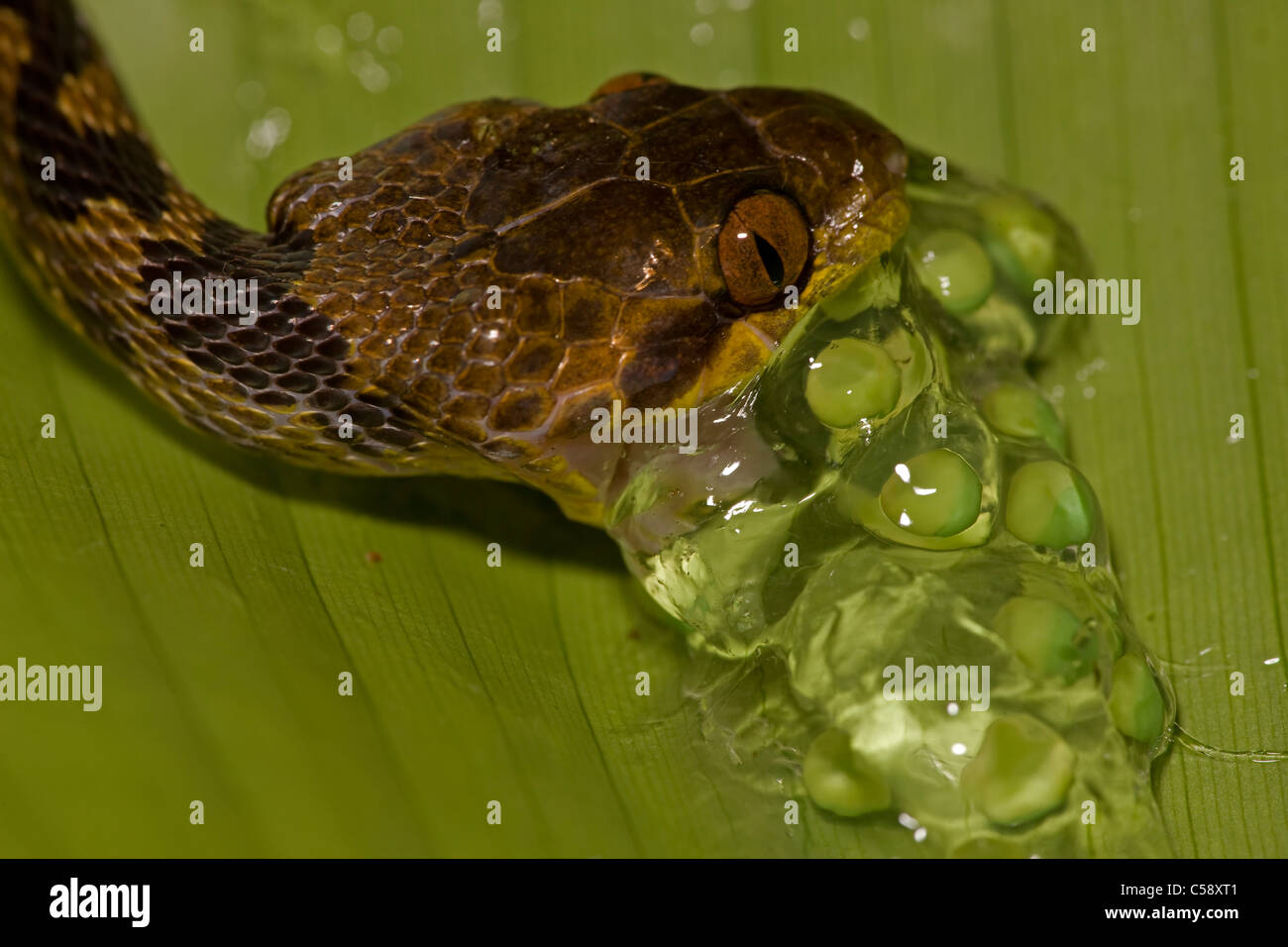 Northern Cat-eyed Snake - (Leptodeira septentrionalis) - Eating frog ...